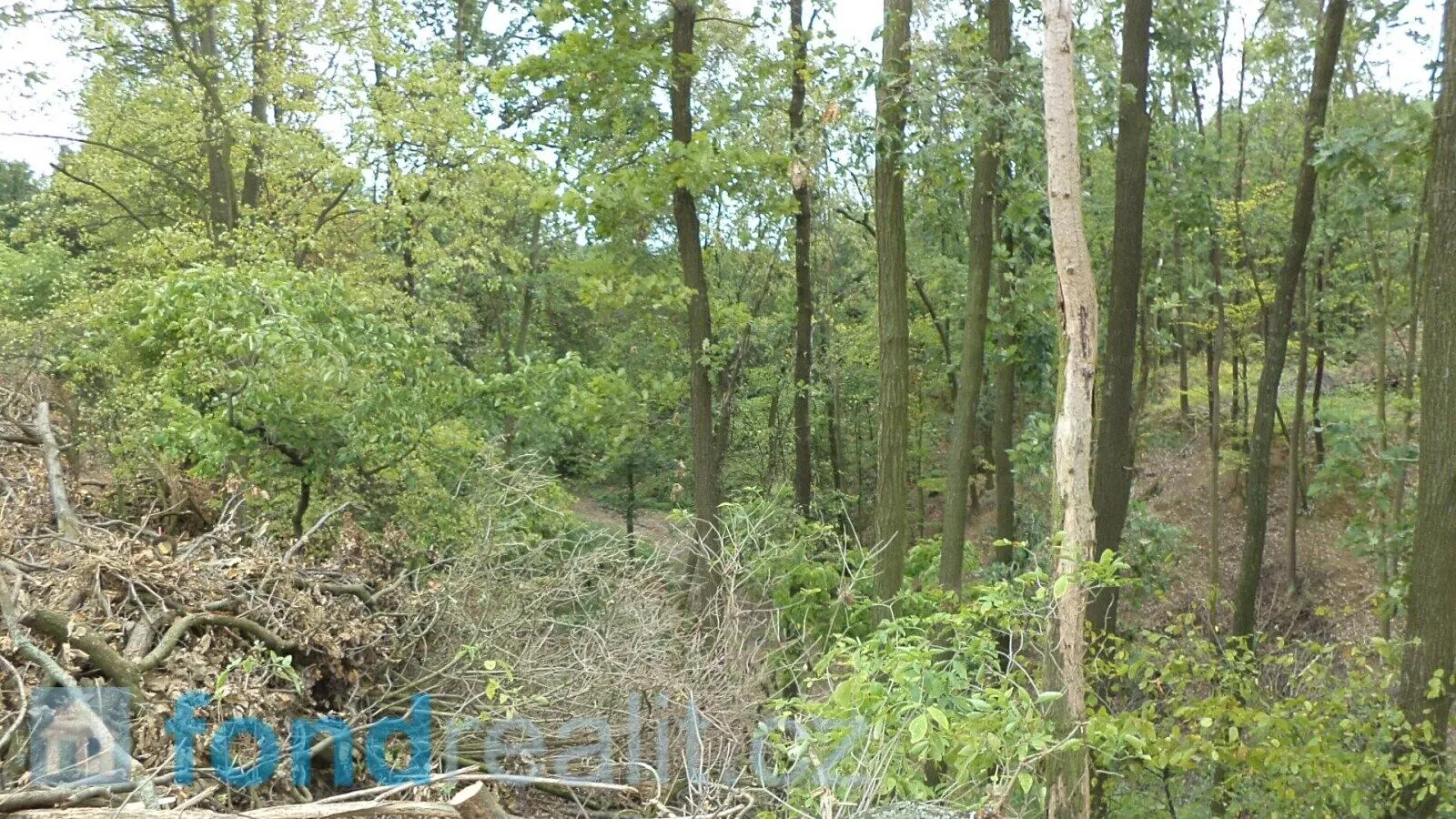 Prodej pozemku 19641 m², Traplice • Sreality.cz