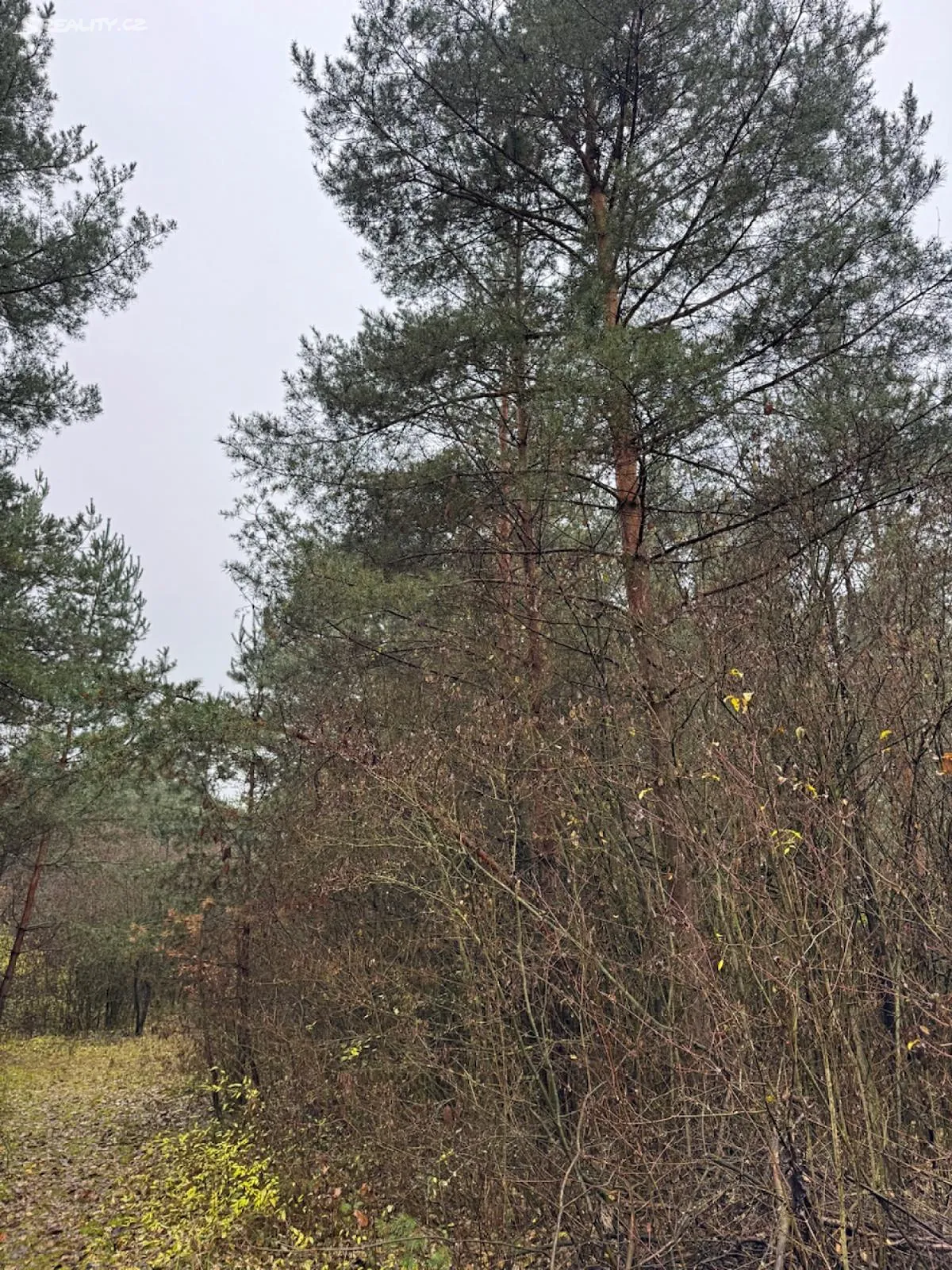 Prodej lesa 3677 m², Budyně nad Ohří • Sreality.cz