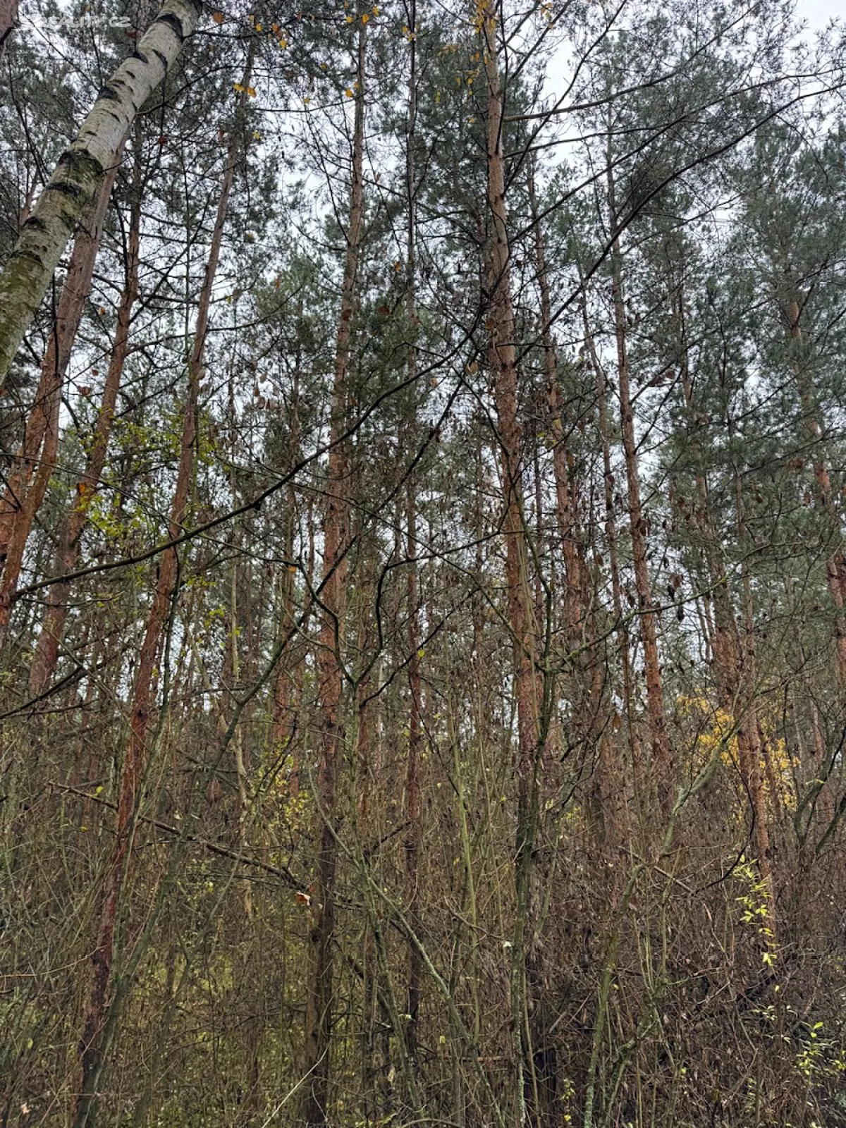 Prodej lesa 3677 m², Budyně nad Ohří • Sreality.cz