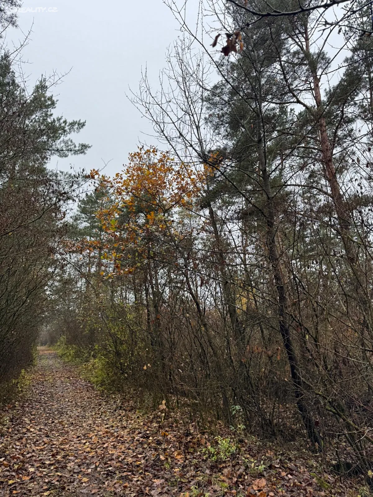 Prodej lesa 3677 m², Budyně nad Ohří • Sreality.cz